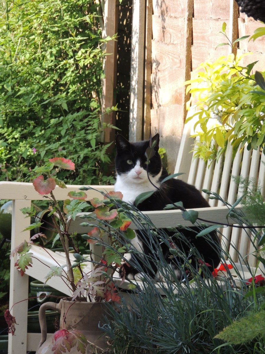 Thank goodness for cats – The life of B