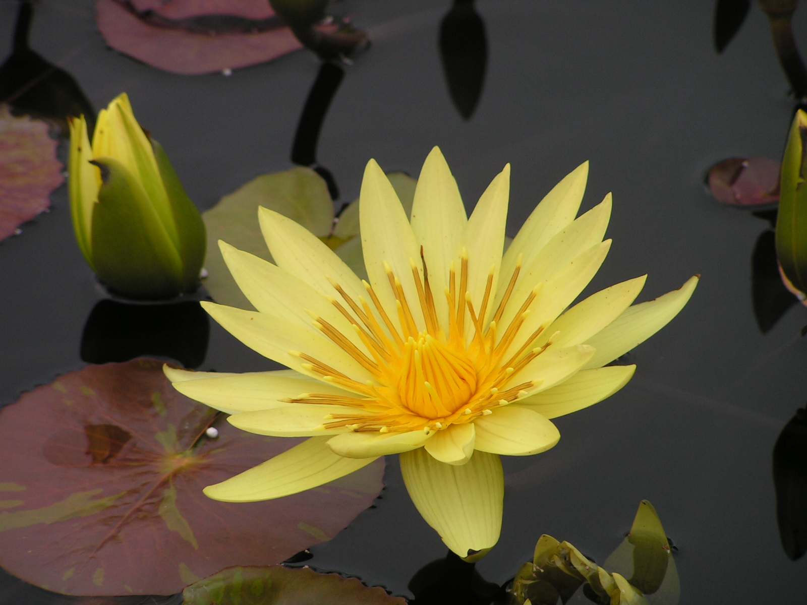 September: Flower Portrait – The life of B