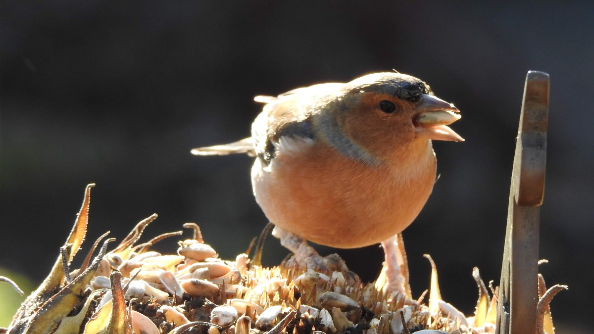 Chaffinch Two – The life of B
