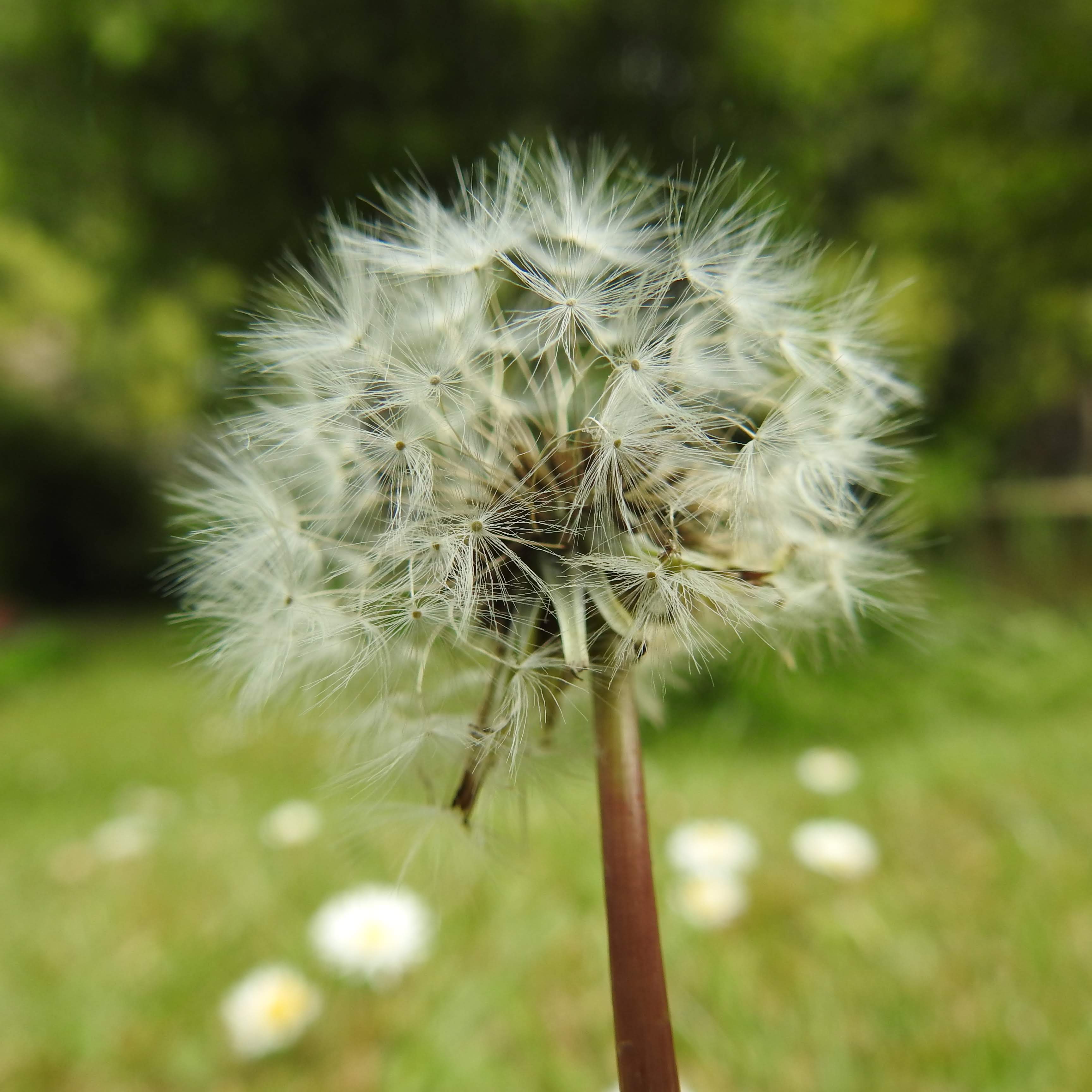 The humble dandelion has hidden depths – The life of B