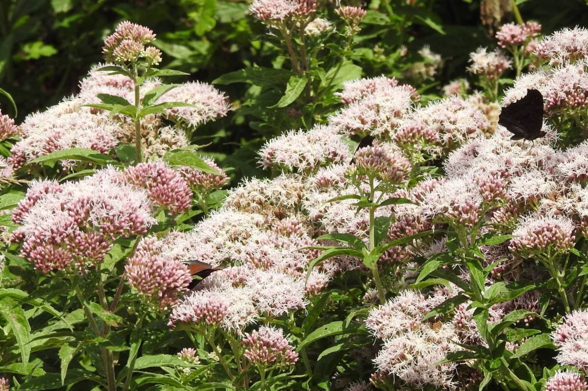 When mechanically propelled vehicles are prohibited – The life of B