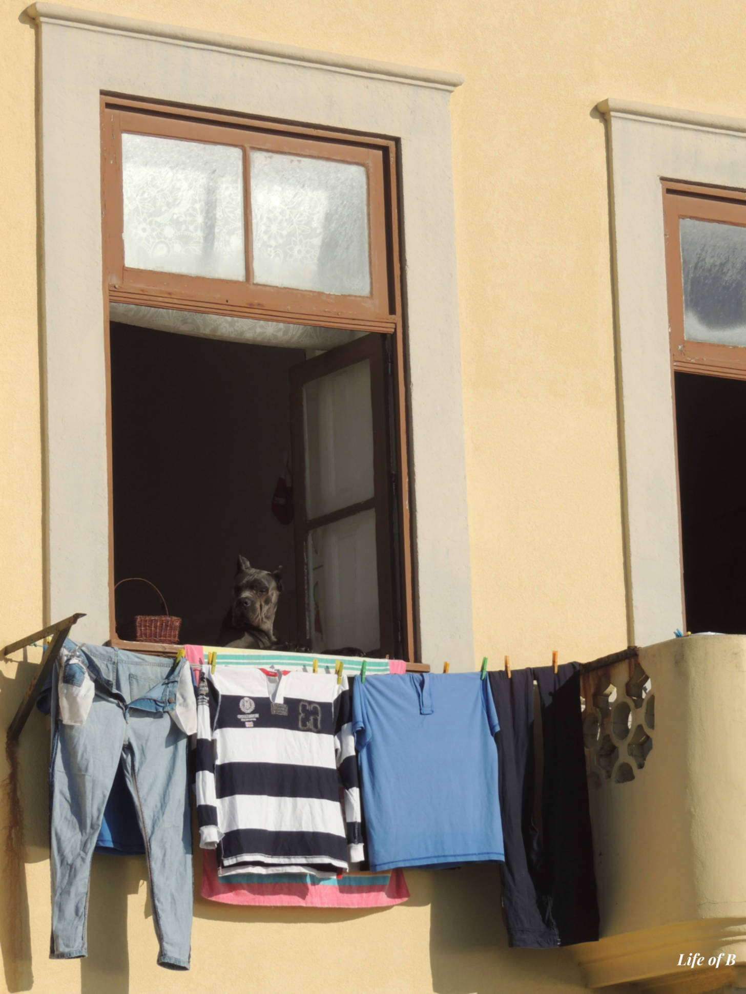 Monday’s Washing Line – The life of B