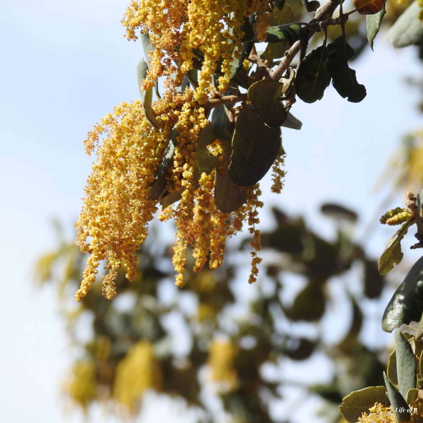 Wednesday Yellow – The life of B