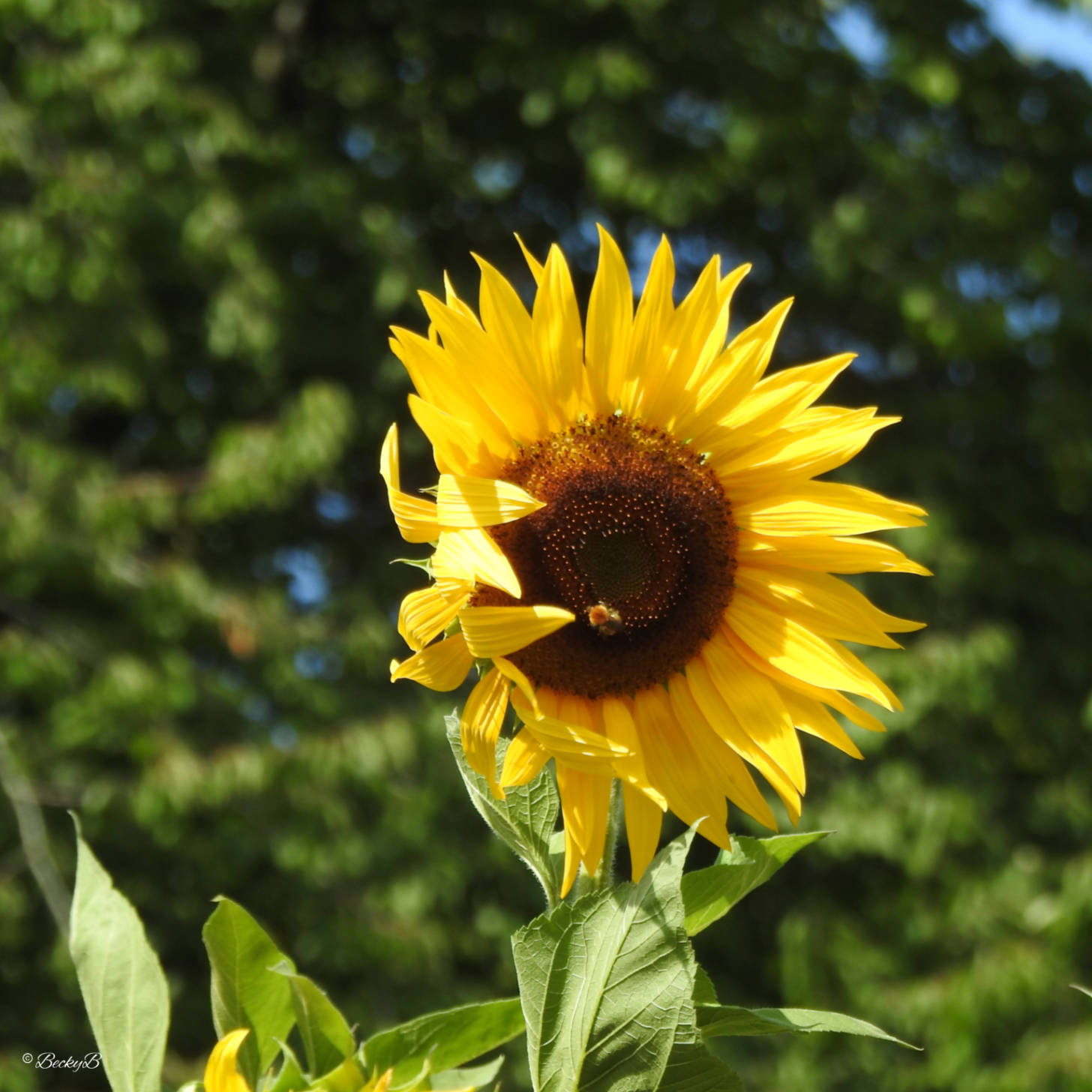 Burgeoning in front of the hedge – The life of B