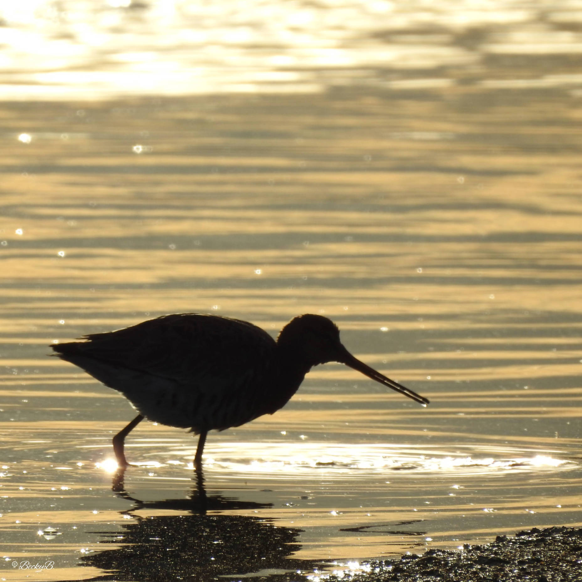 Wading in the Shallows – The life of B